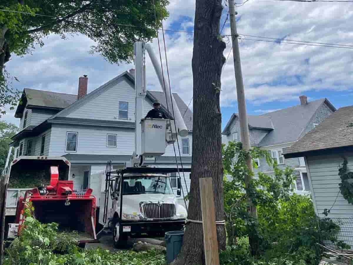 Professional Commercial & Residential Tree Services - All Seasons Tree ...