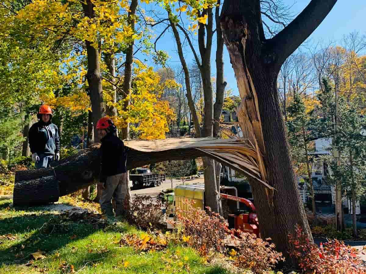 All Seasons Tree Services - Year-Round Maintenance for Trees & Shrubs