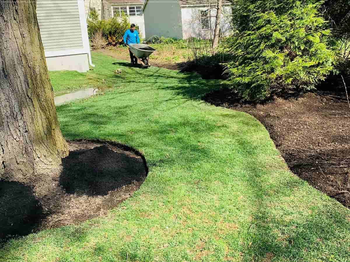 All Seasons Tree Services - Year-Round Maintenance for Trees & Shrubs