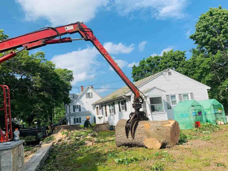 All Seasons Tree Services - Year-Round Maintenance for Trees & Shrubs