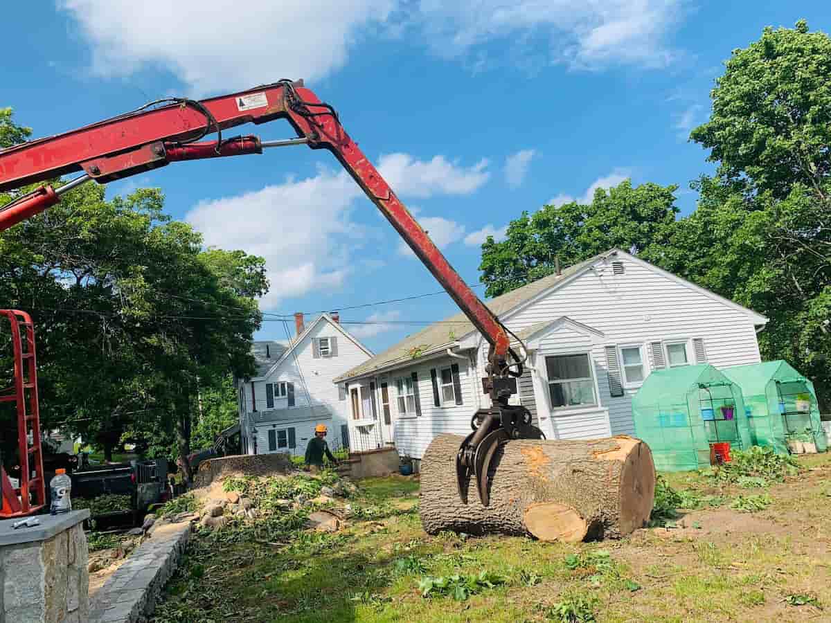 Professional Tree Services Near You - All Seasons Tree Services