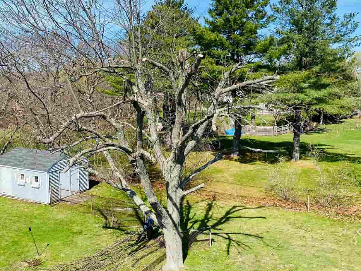 Professional Tree Services Near You - All Seasons Tree Services