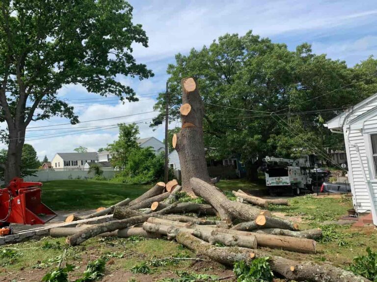 Expert Tree Removal Services in Lynn, MA - All Seasons Tree Service