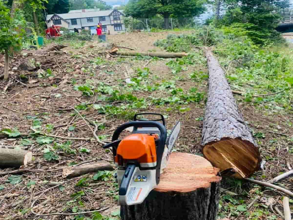Expert Tree Removal Services in Lynn, MA - All Seasons Tree Service