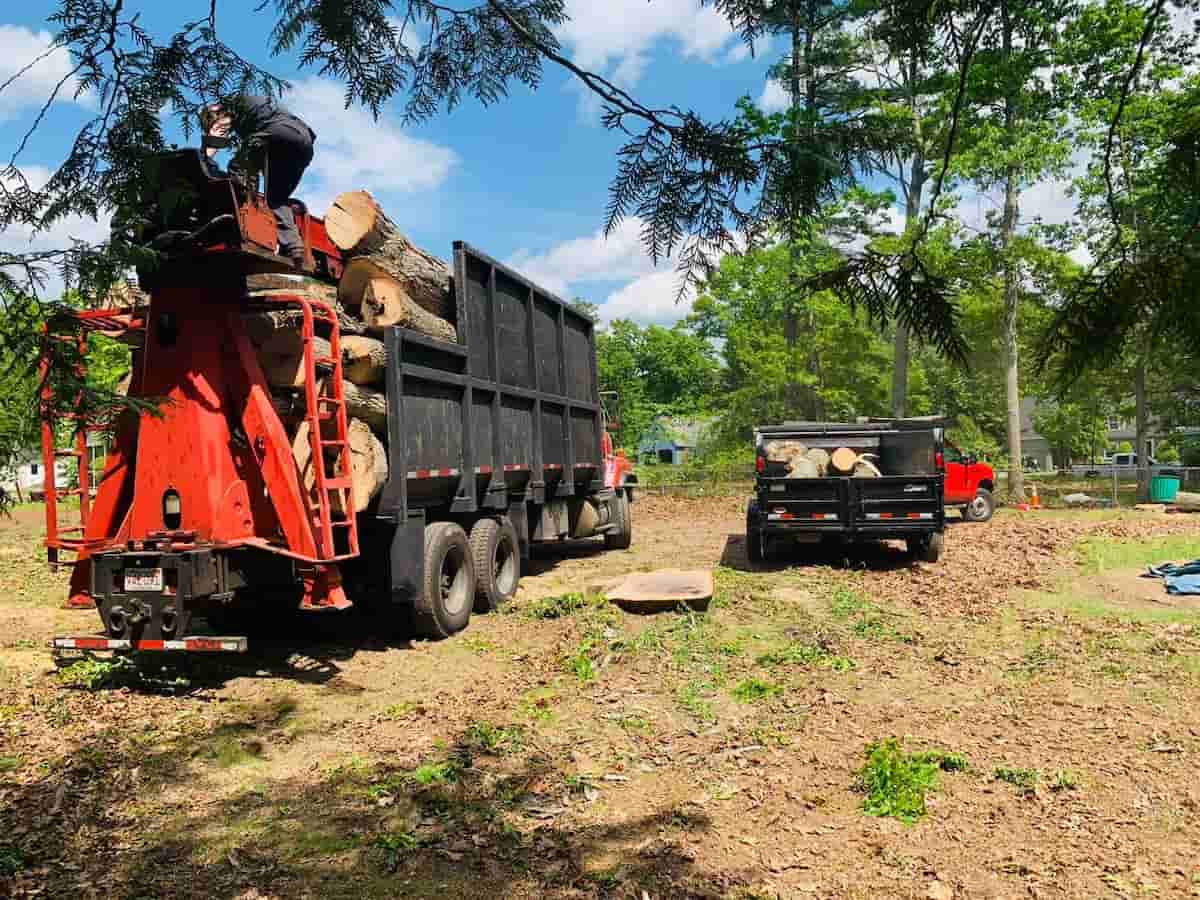 Experienced Tree Services in Lynn, MA - All Seasons Tree Services