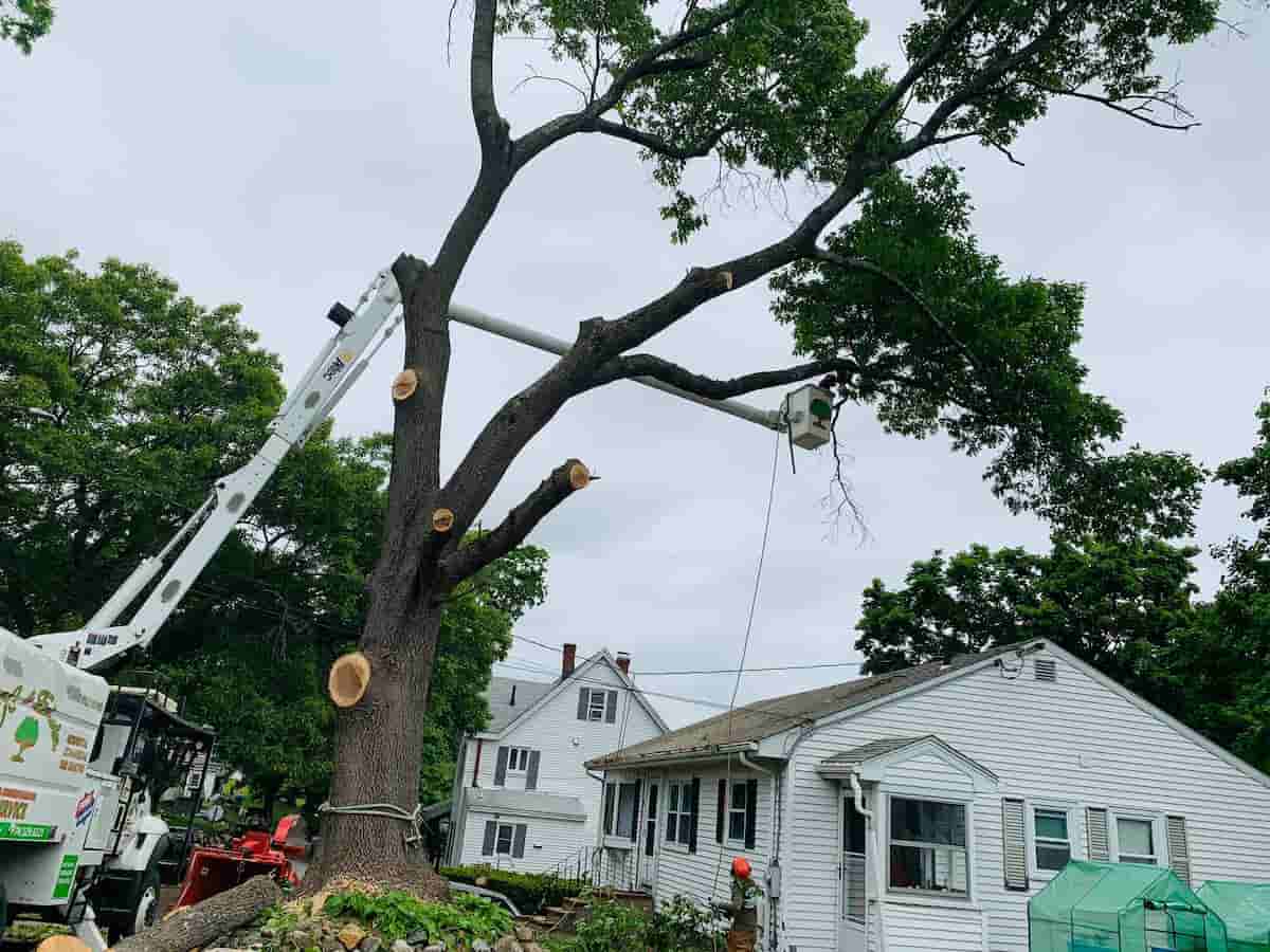 Professional Tree Trimming Services in Lynn, MA - All Seasons Tree Services