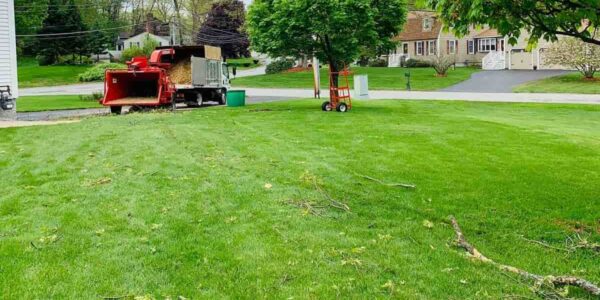 All Seasons Tree Services - Year-Round Maintenance for Trees & Shrubs